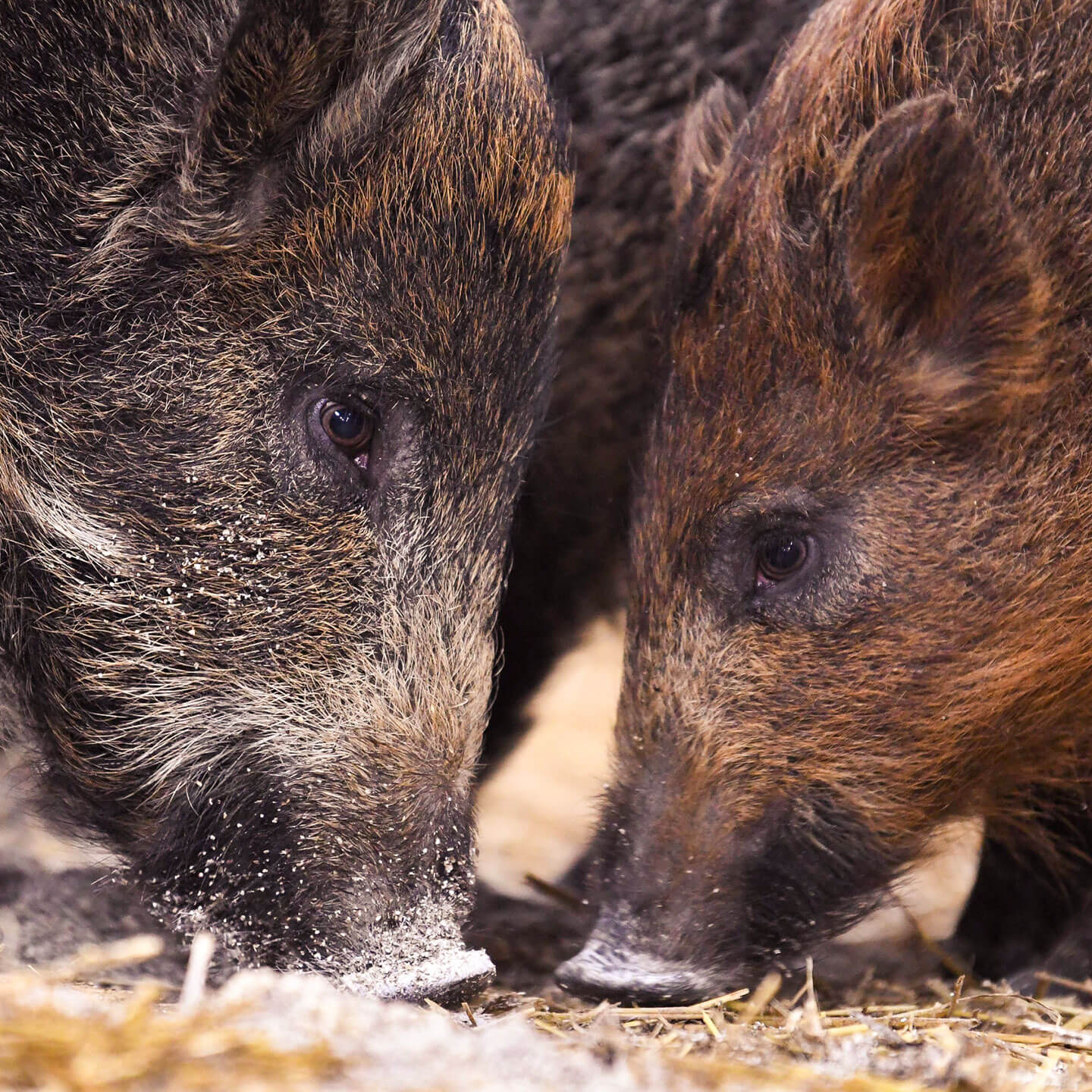 Le Rieur Sanglier | Tourisme Maskinongé