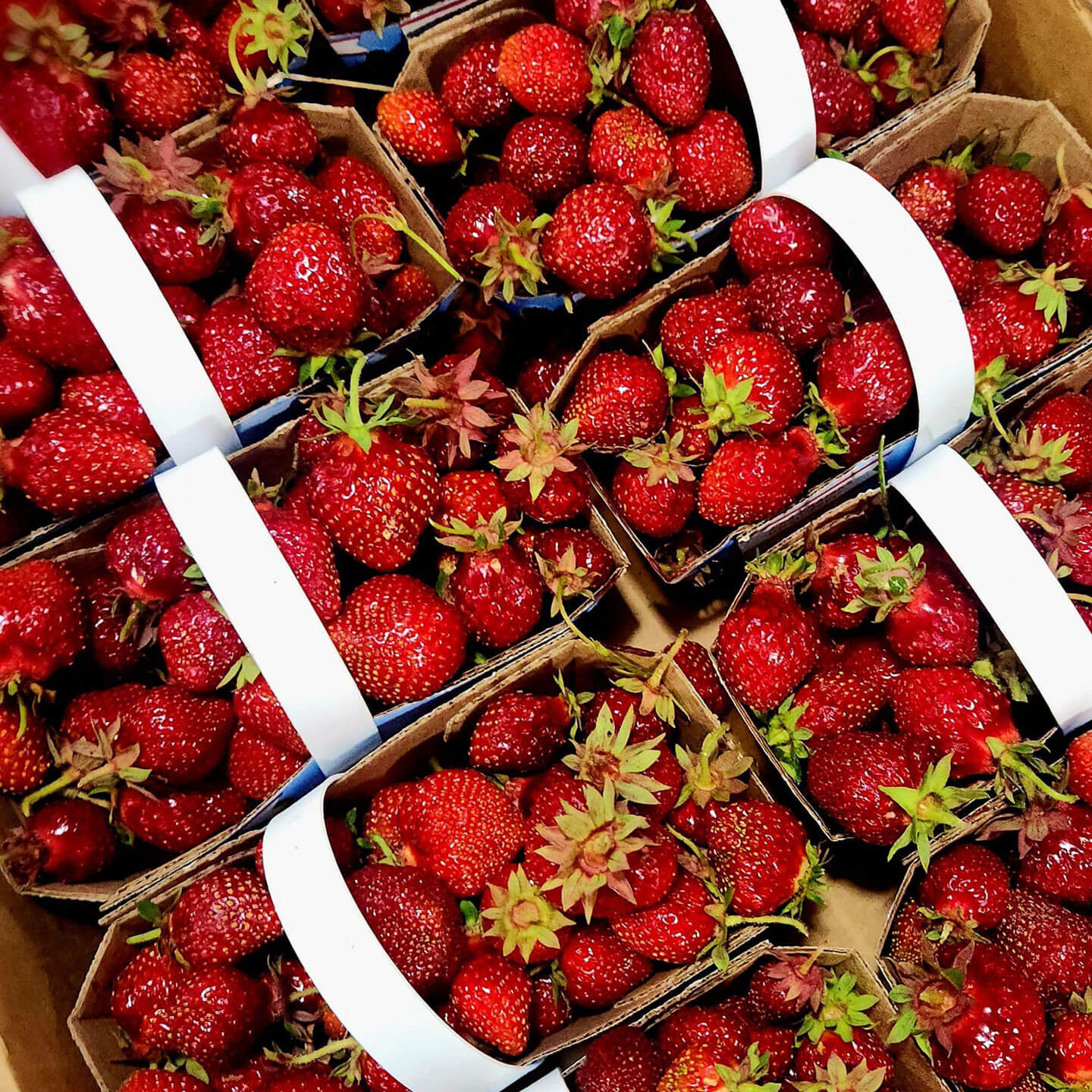 Les Arpents Verts Angéliques | Vegetable Farm | Tourisme Maskinongé